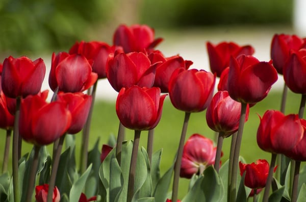 Red Ribbon Activities